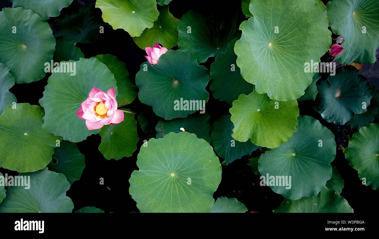 Nianjia hi-res stock photography and images - Alamy