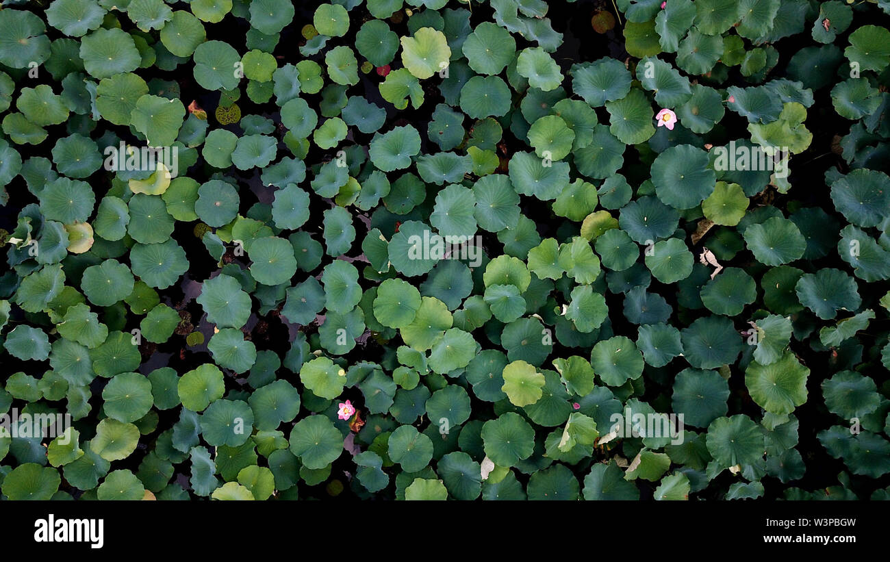 Nianjia hi-res stock photography and images - Alamy