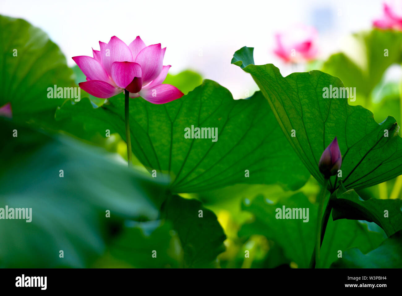 Nianjia hi-res stock photography and images - Alamy