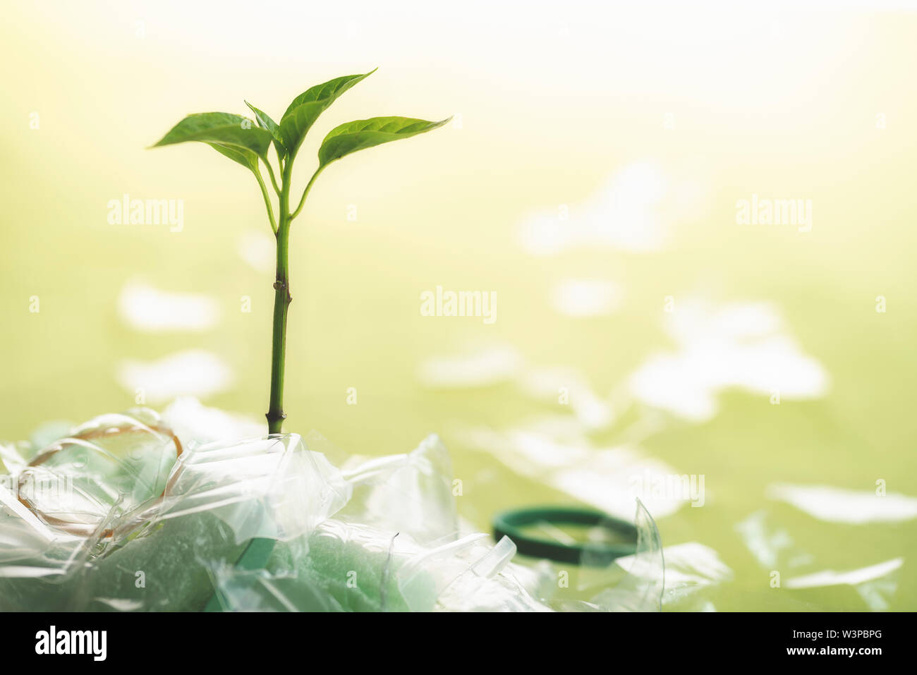 Plastic waste and the environment concept with a green plant growing ...