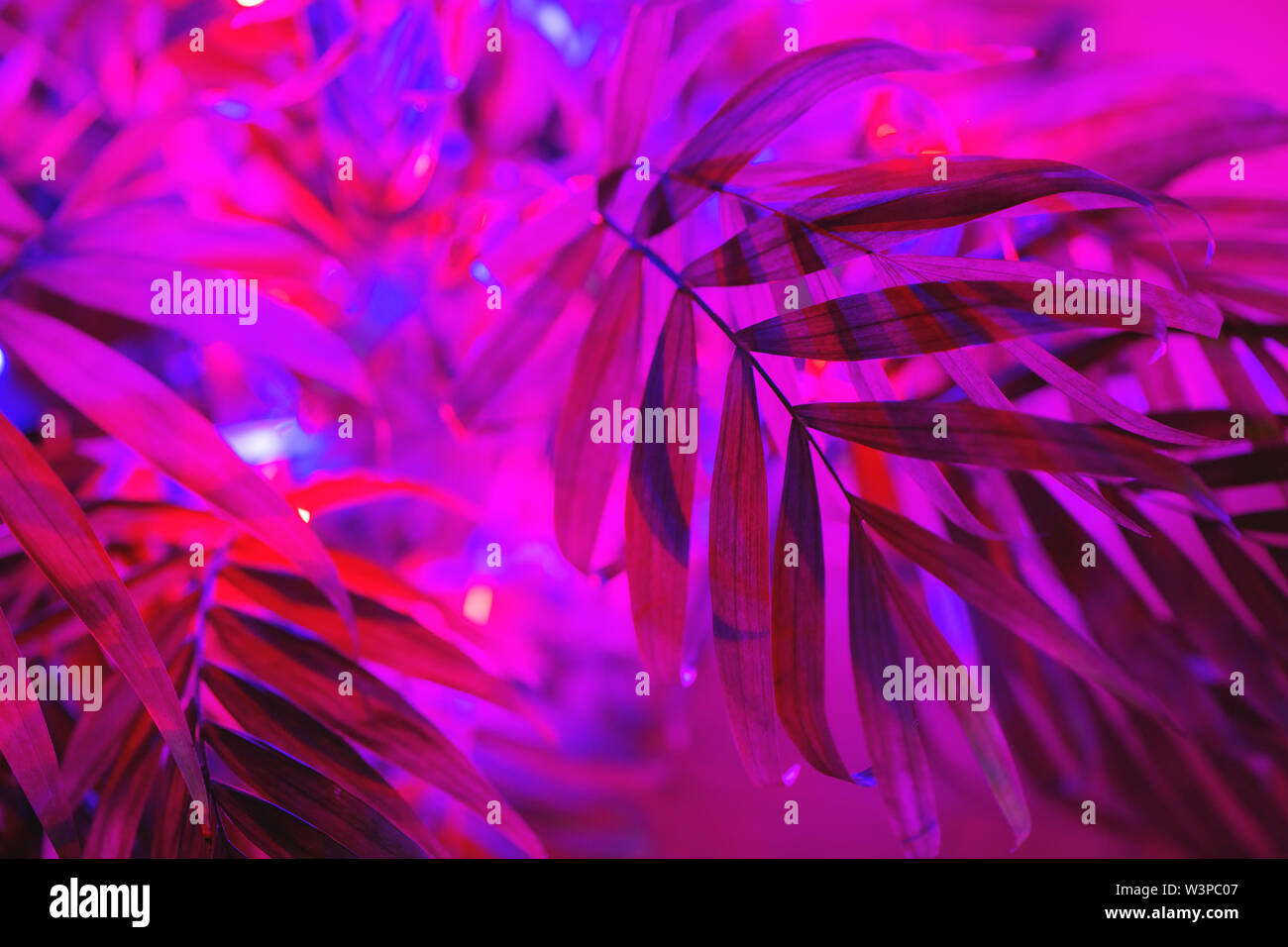Close up view of tropical jungle palm foliage in neon pink backlight ...