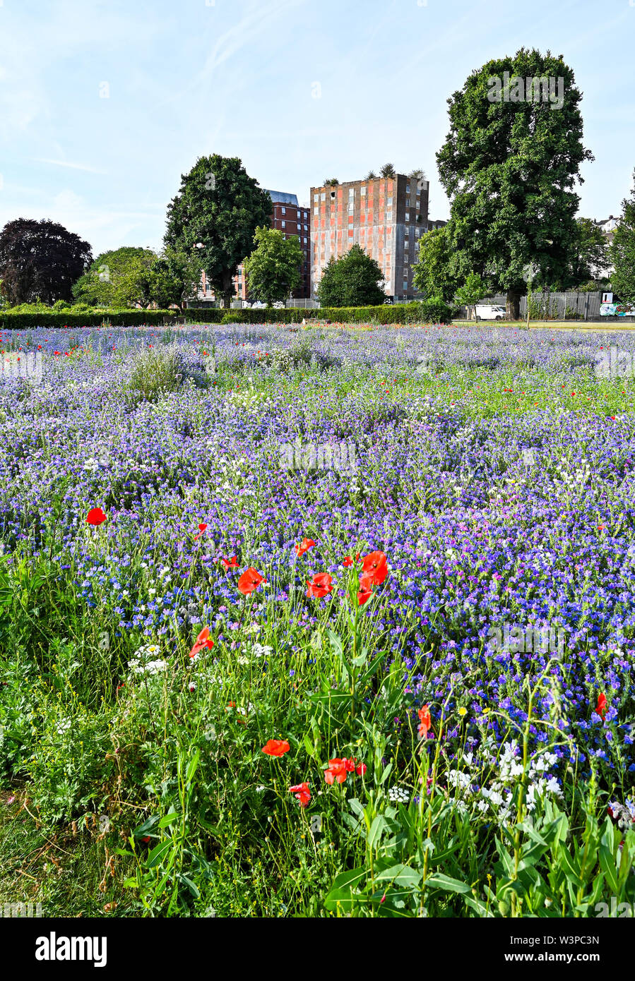 Preston park wild flower meadow hi-res stock photography and images - Alamy