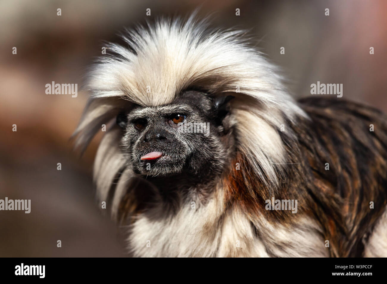 Tamarin family hi-res stock photography and images - Alamy