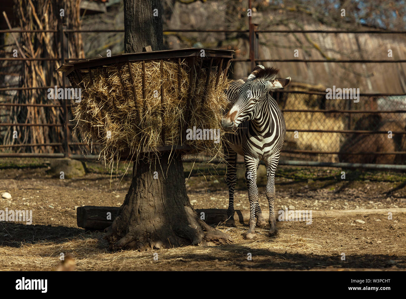 Young zebra in captivity (ZOO Stock Photo - Alamy