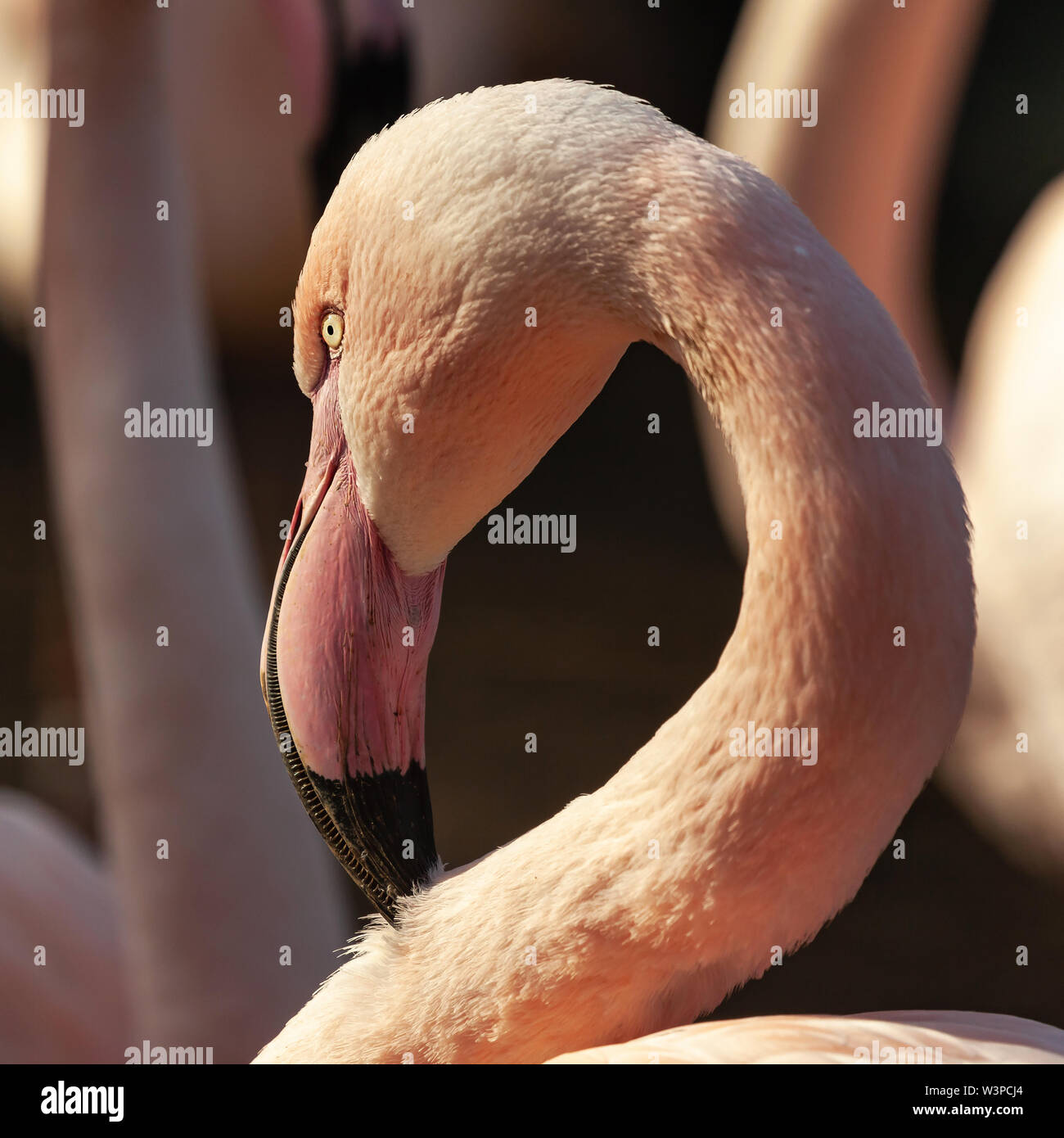 Flamingo (head and neck Stock Photo - Alamy