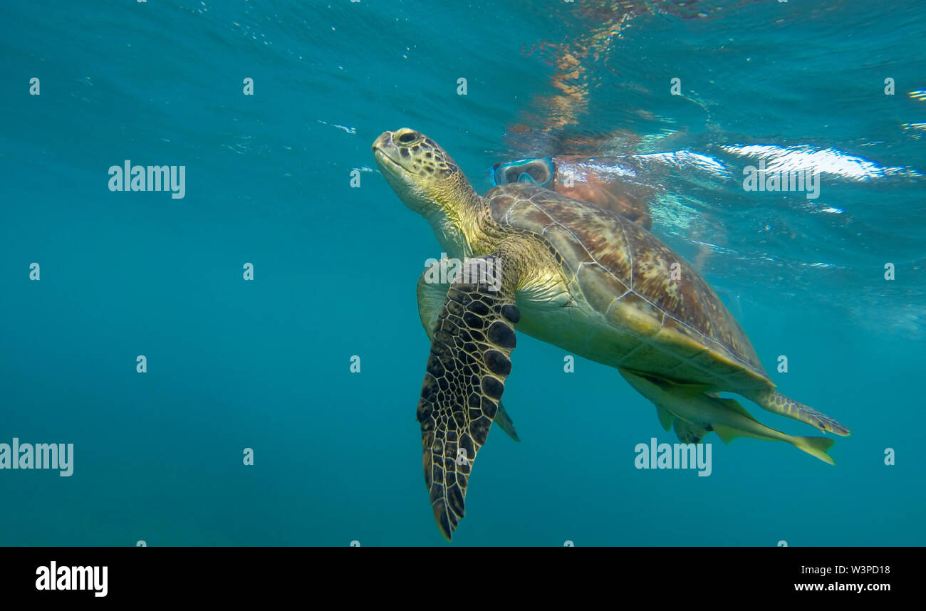 Africa, Egypt, Marsa Alam, Abu Dabbad Bay, Green Sea Turtle Stock Photo ...