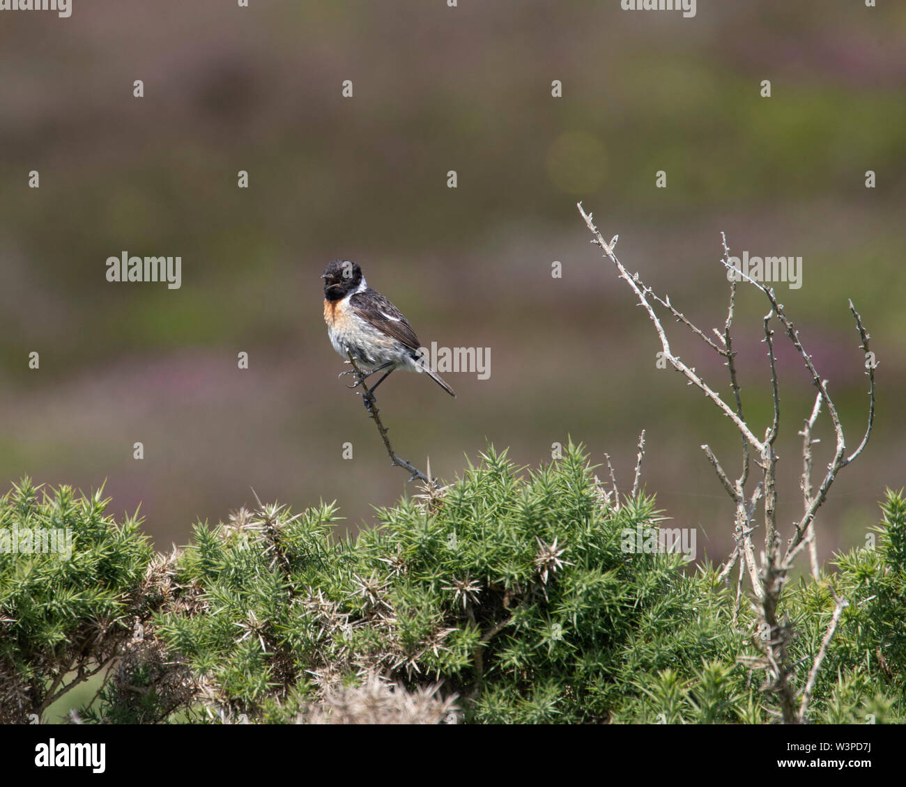 Dead stick hi-res stock photography and images - Alamy