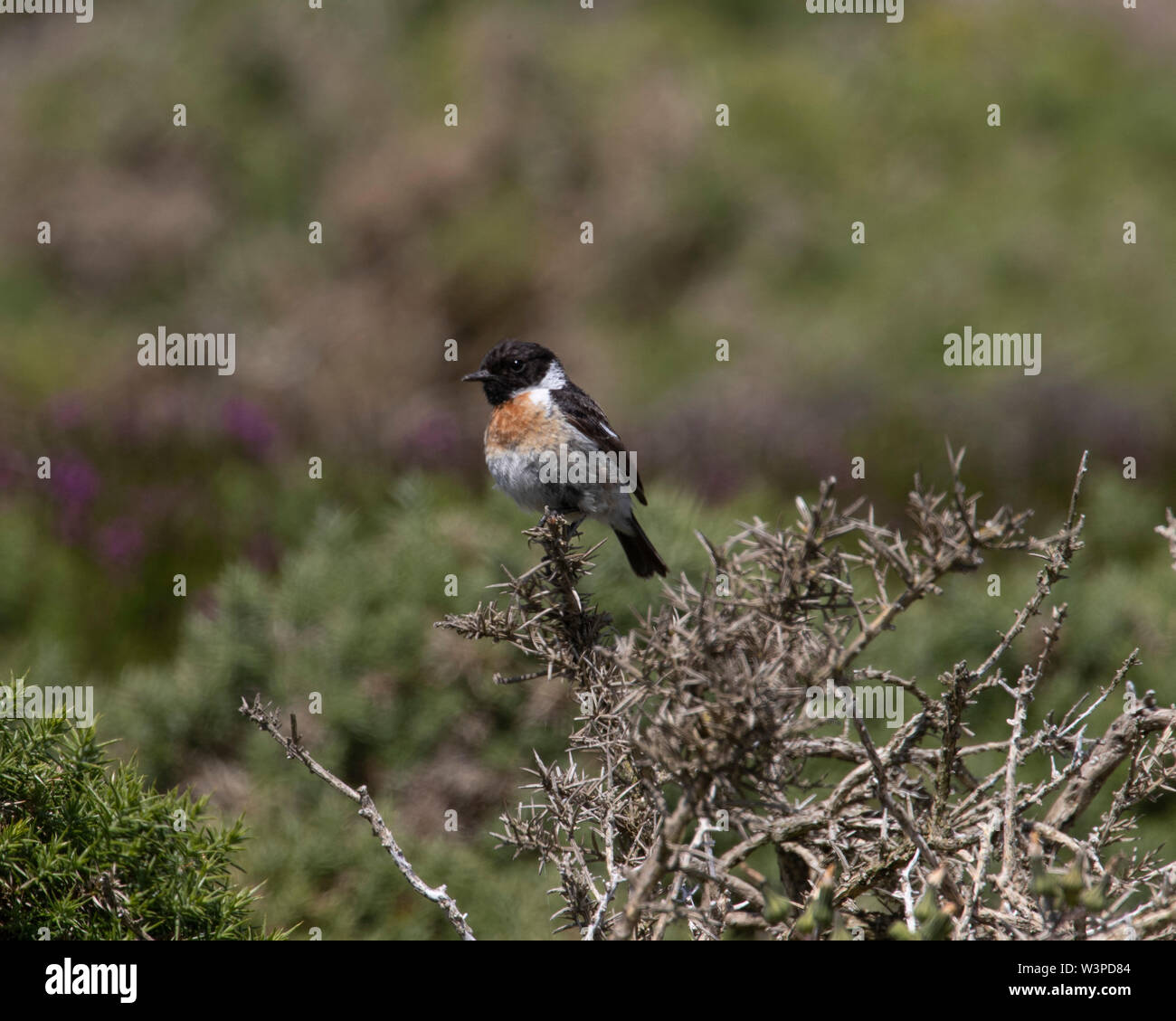 Dead stick hi-res stock photography and images - Alamy