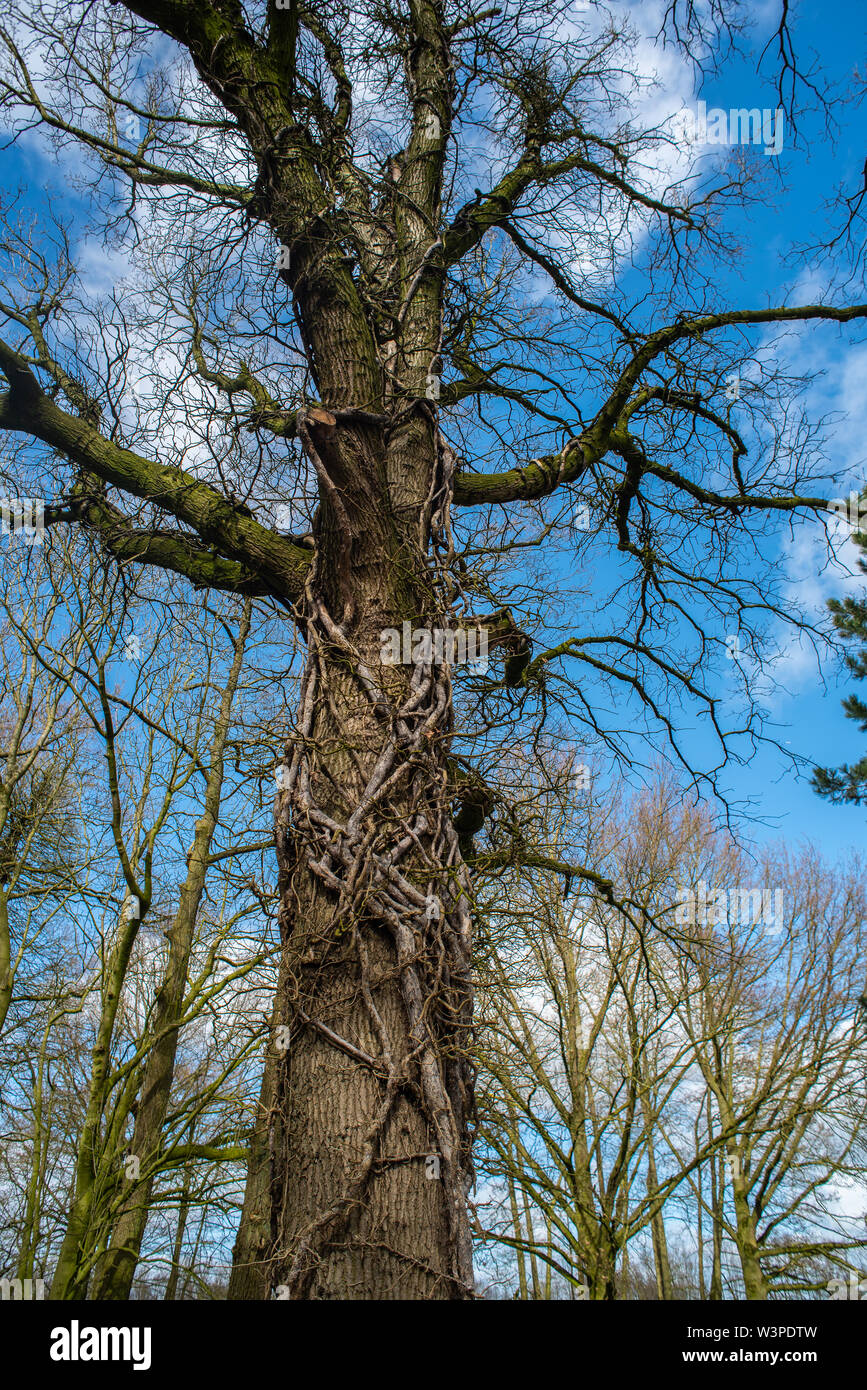 The main focus is on trees in different situations Stock Photo - Alamy