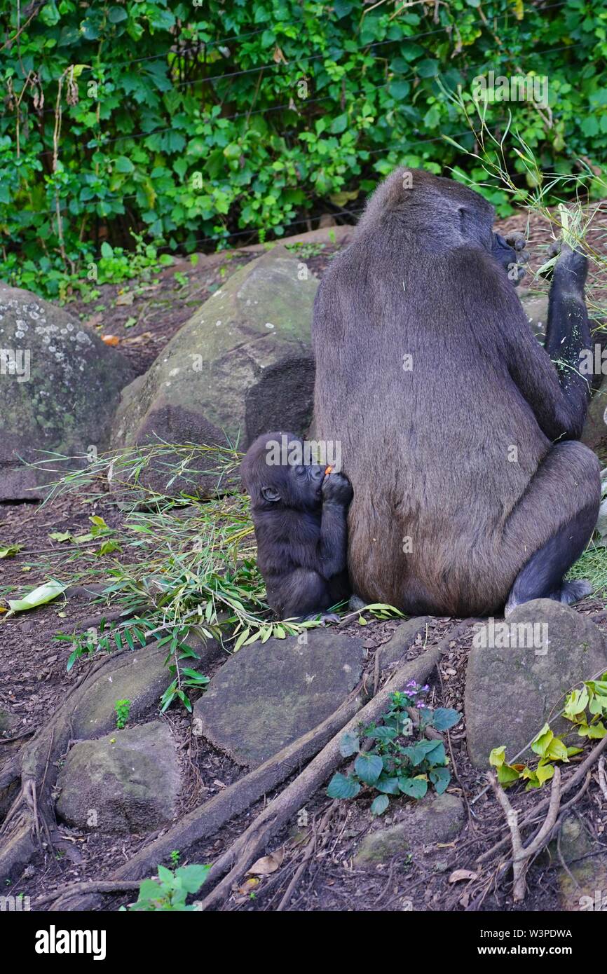 View of a baby gorilla ape and his mother Stock Photo - Alamy