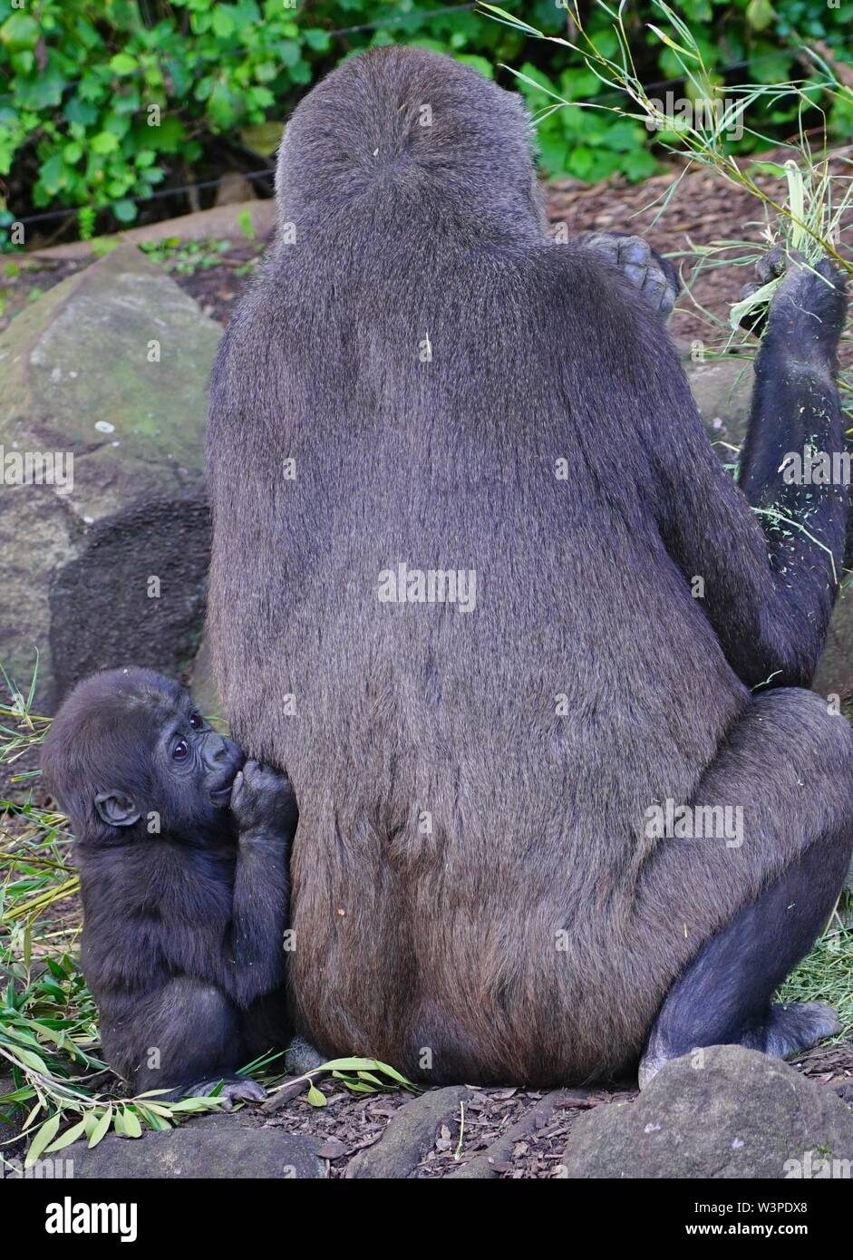 View of a baby gorilla ape and his mother Stock Photo - Alamy