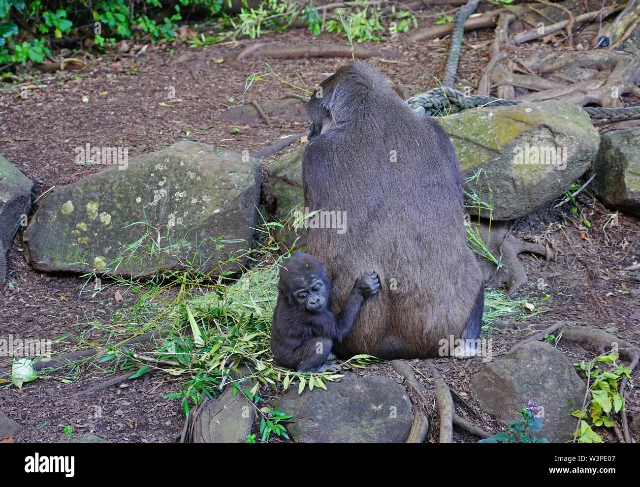 View of a baby gorilla ape and his mother Stock Photo - Alamy