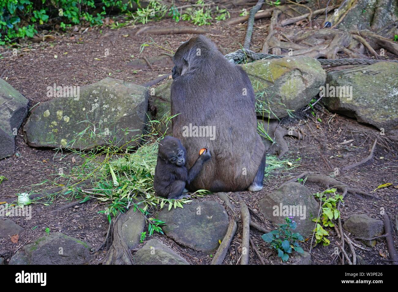 View of a baby gorilla ape and his mother Stock Photo - Alamy
