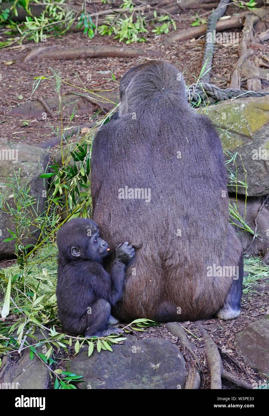 View of a baby gorilla ape and his mother Stock Photo - Alamy
