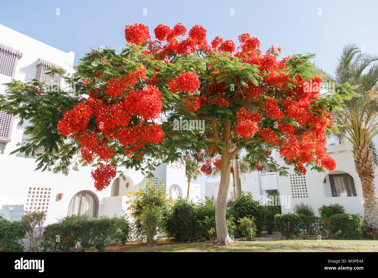 Delonix regia hi-res stock photography and images - Alamy