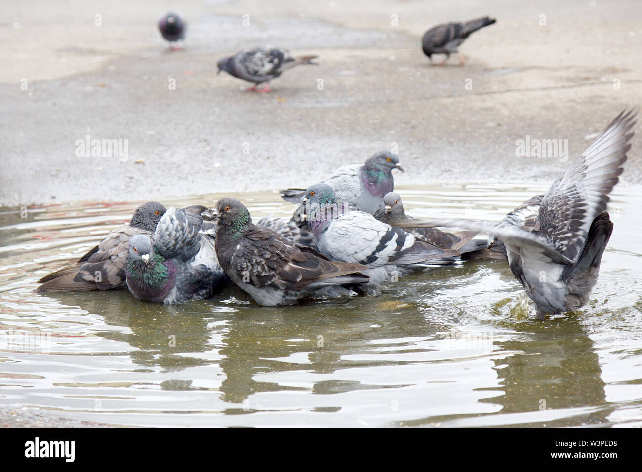 Mud puddle bird bath hi-res stock photography and images - Alamy