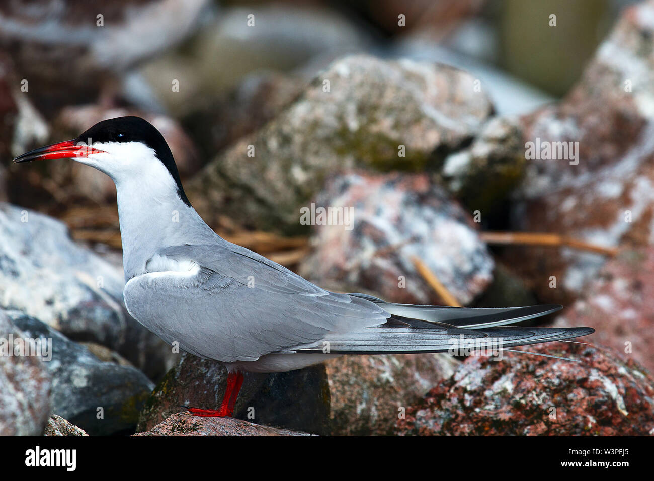 Tern life size portrait hi-res stock photography and images - Alamy