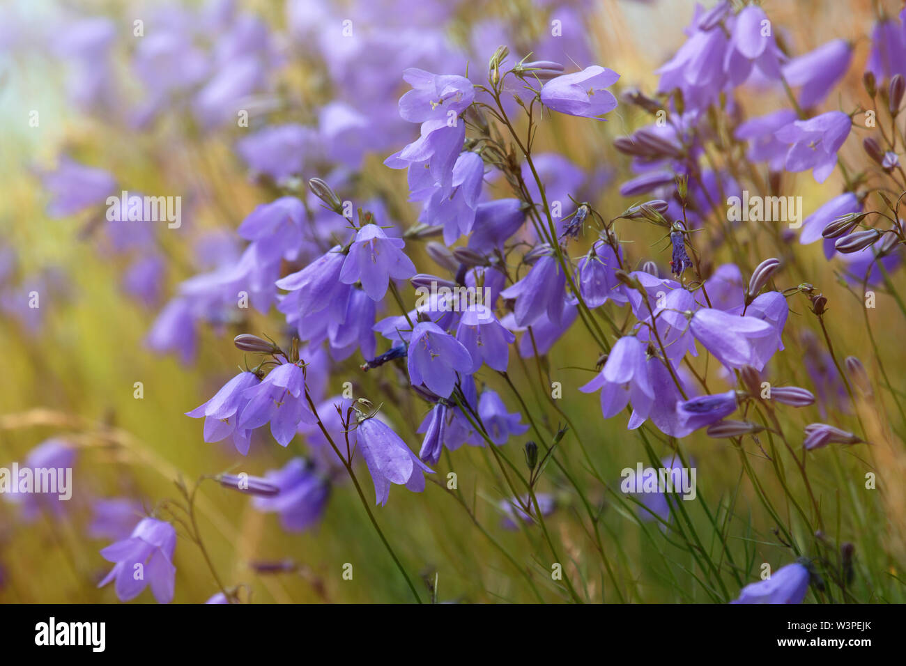 Bell flower opens towards the sun, warm rays of the sun, summer flowers ...