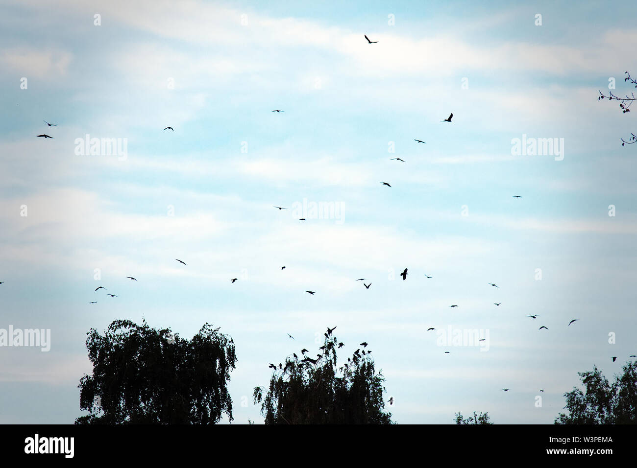 A large flock of hooded crows flies against the sky with flying high ...