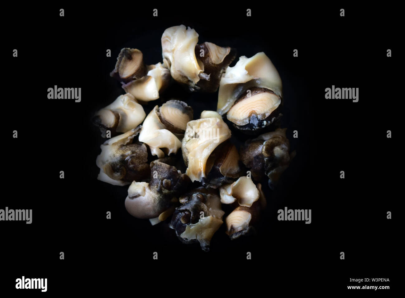 Chank shell hi-res stock photography and images - Alamy