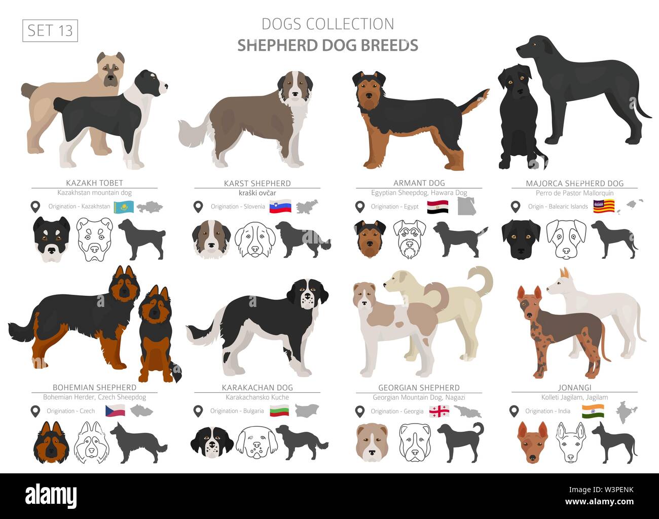 How Long Do Georgian Shepherd Live