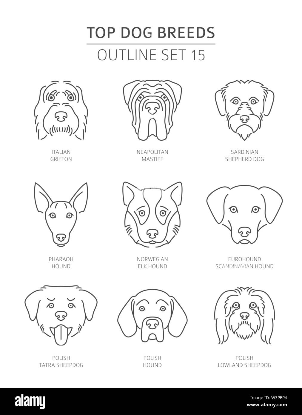 What Color Are Sardinian Shepherd Dog Dogs