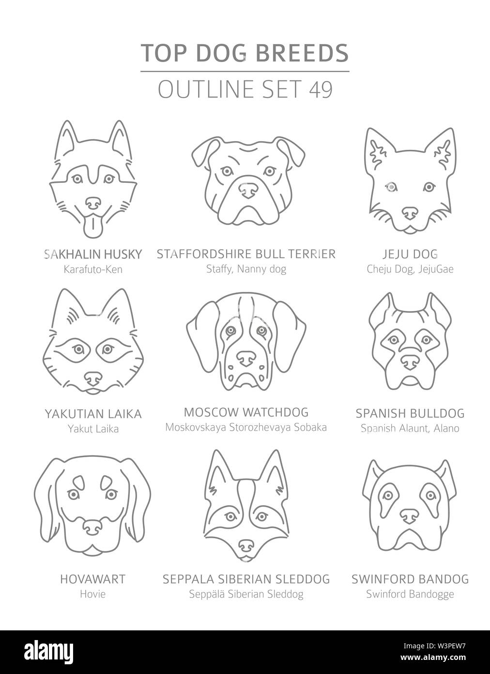 Top dog breeds. Hunting, shepherd and companion dogs set. Pet outline ...