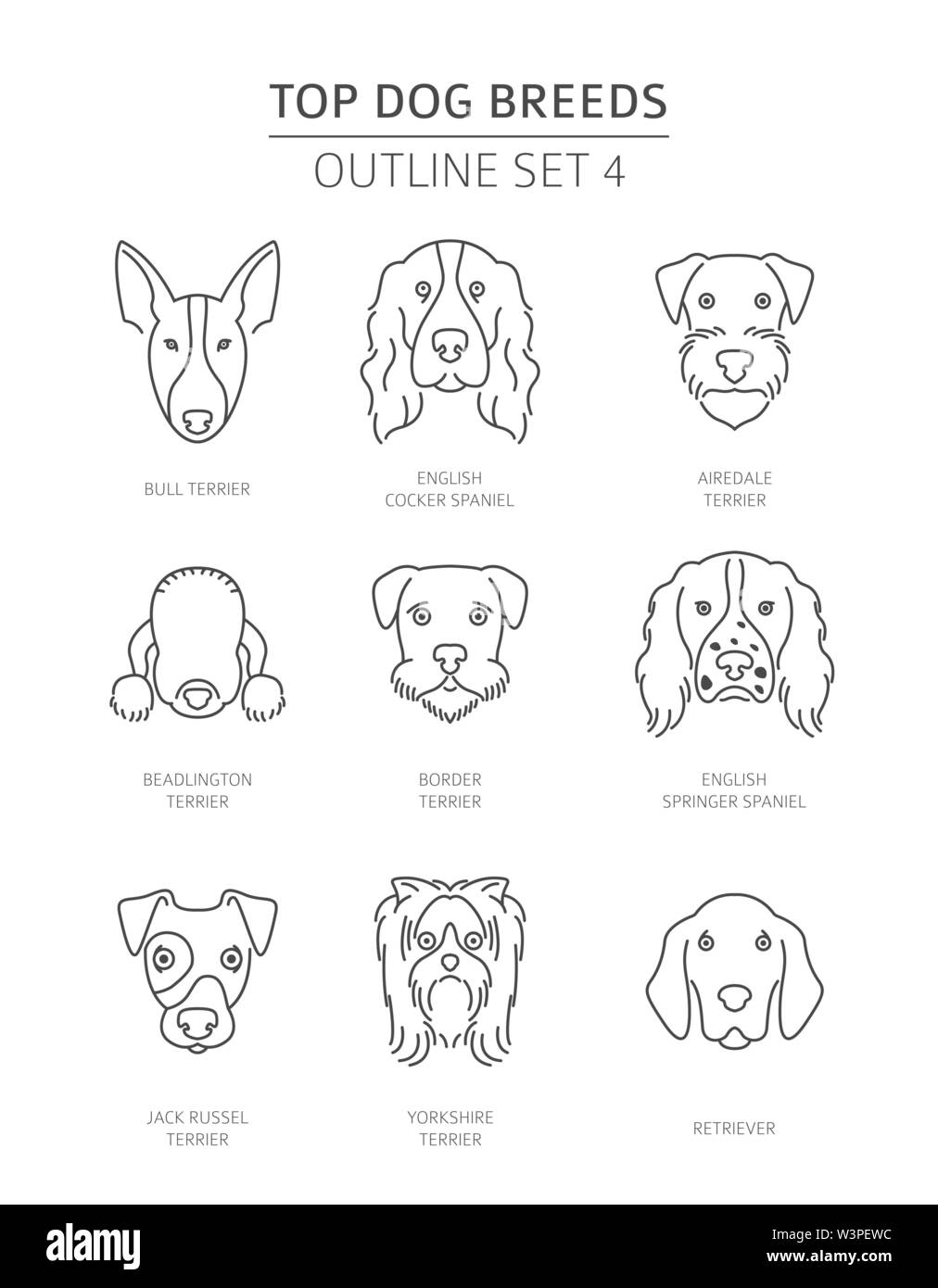 English springer spaniel breed Stock Vector Images - Alamy