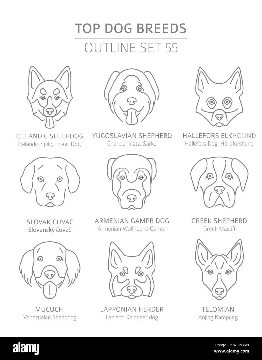 Top dog breeds. Hunting, shepherd and companion dogs set. Pet outline ...
