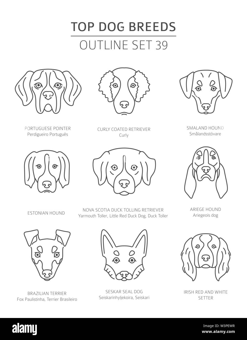 Top dog breeds. Hunting dogs set. Pet outline collection. Vector ...