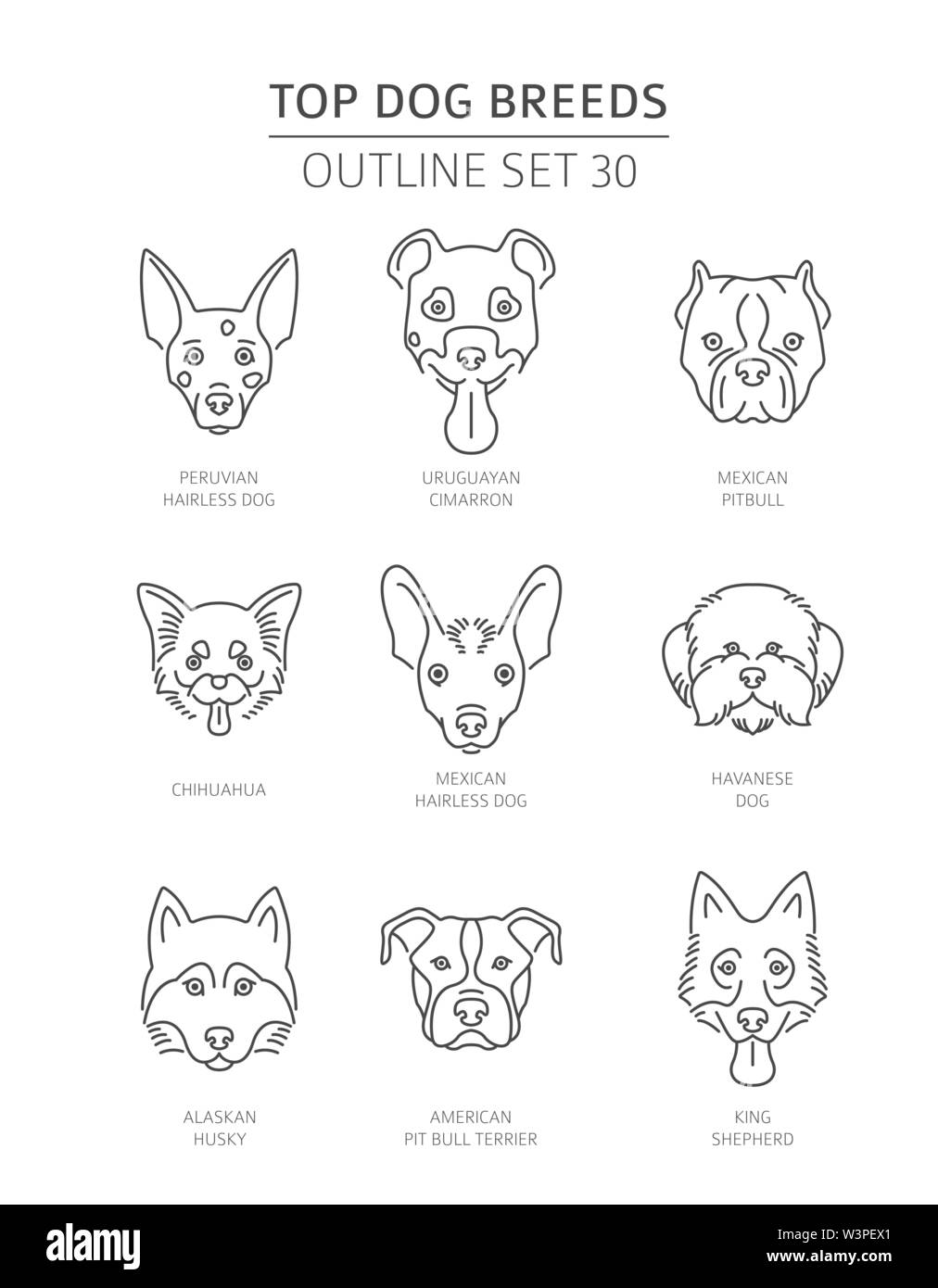 Top dog breeds. Pet outline collection. Vector illustration Stock ...