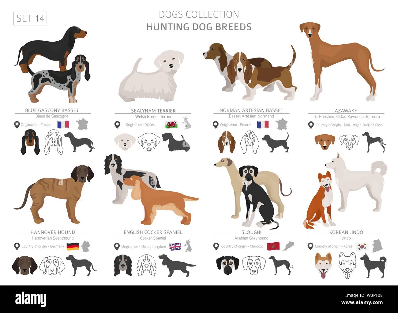 Hunting dogs collection isolated on white. Flat style. Different color ...