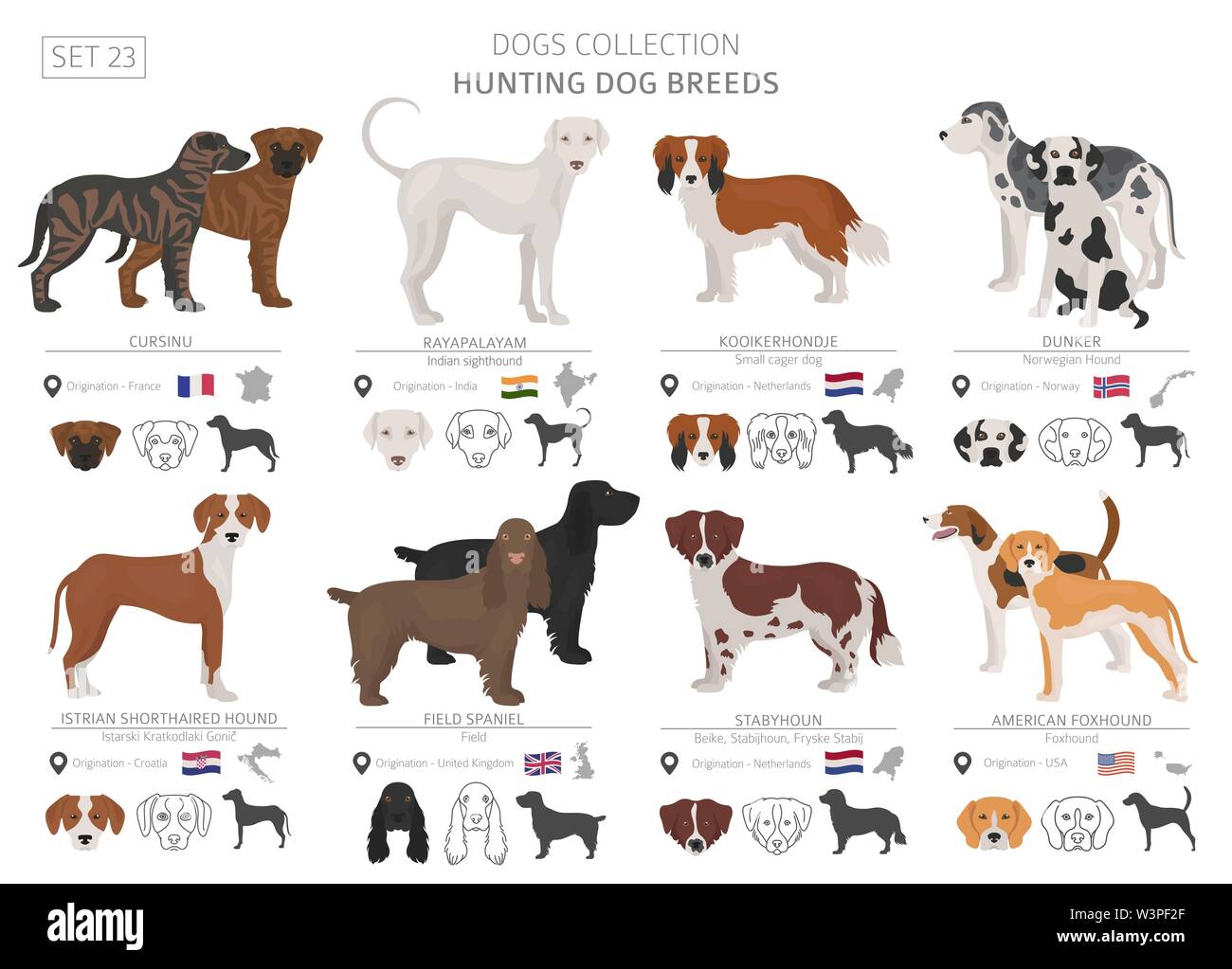 Hunting dogs collection isolated on white. Flat style. Different color ...