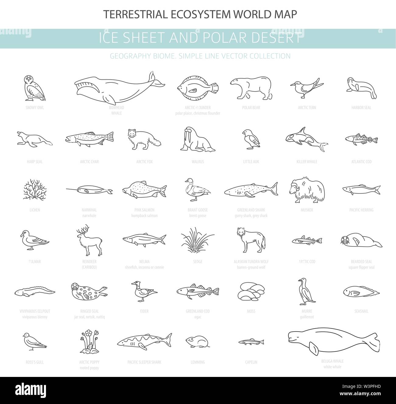 Ice sheet and polar desert biome. Simple line style. Terrestrial ...