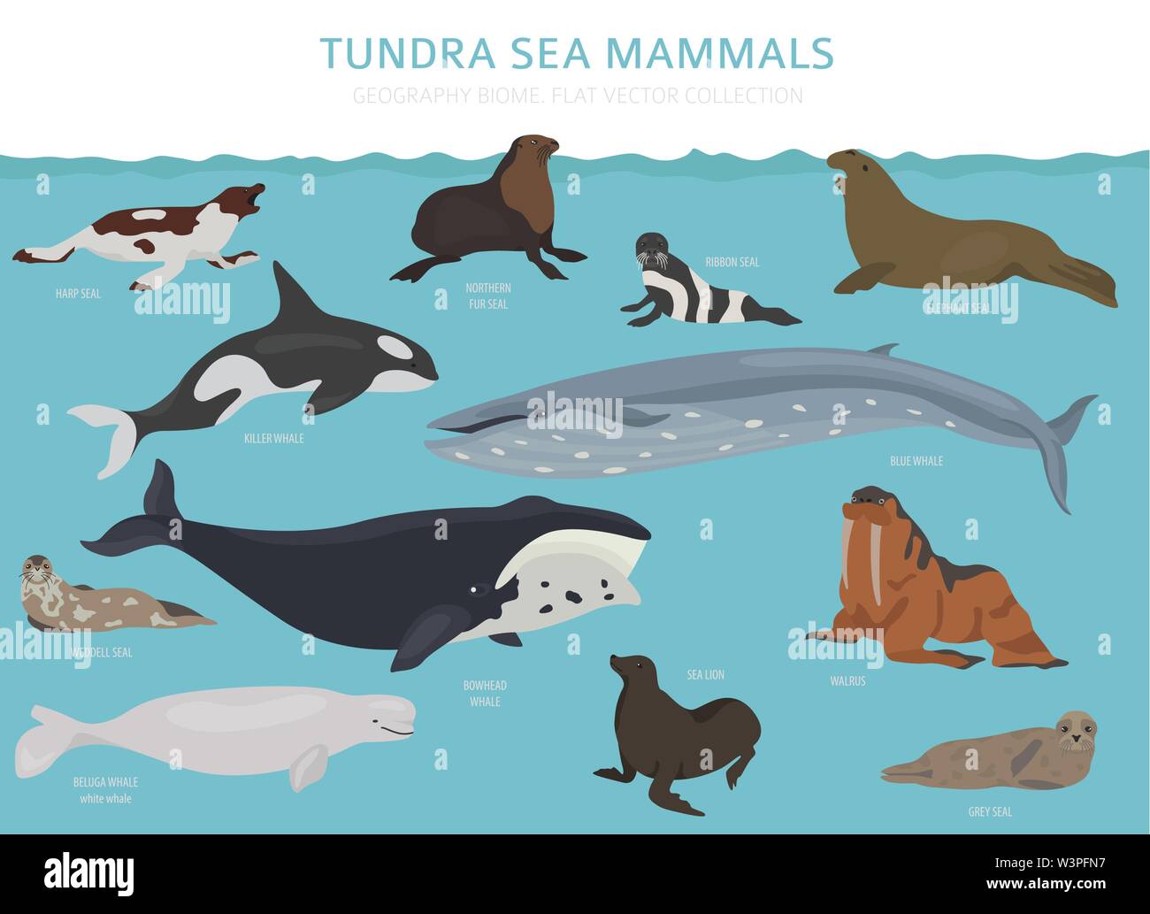 Tundra biome. Terrestrial ecosystem world map. Arctic sea mammals ...