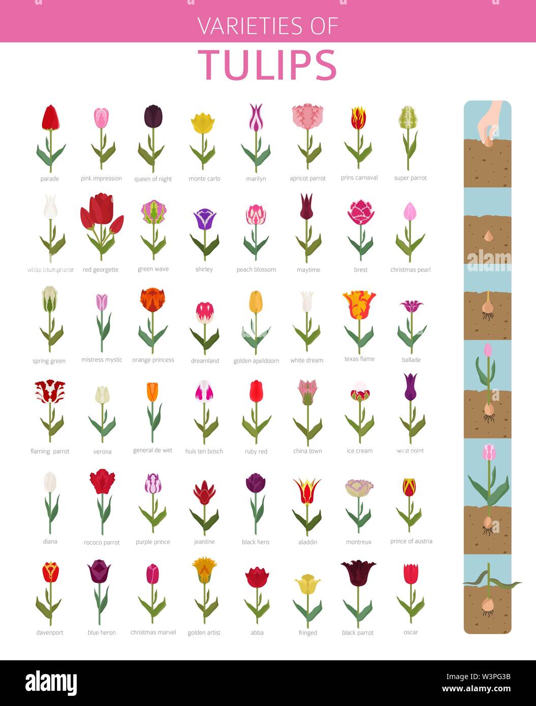 Tulip varieties flat icon set. Garden flower and house plants ...