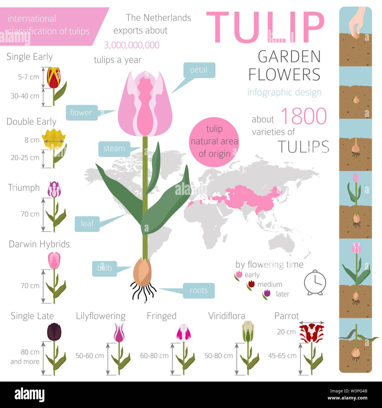 Tulip varieties flat icon set. Garden flower and house plants ...