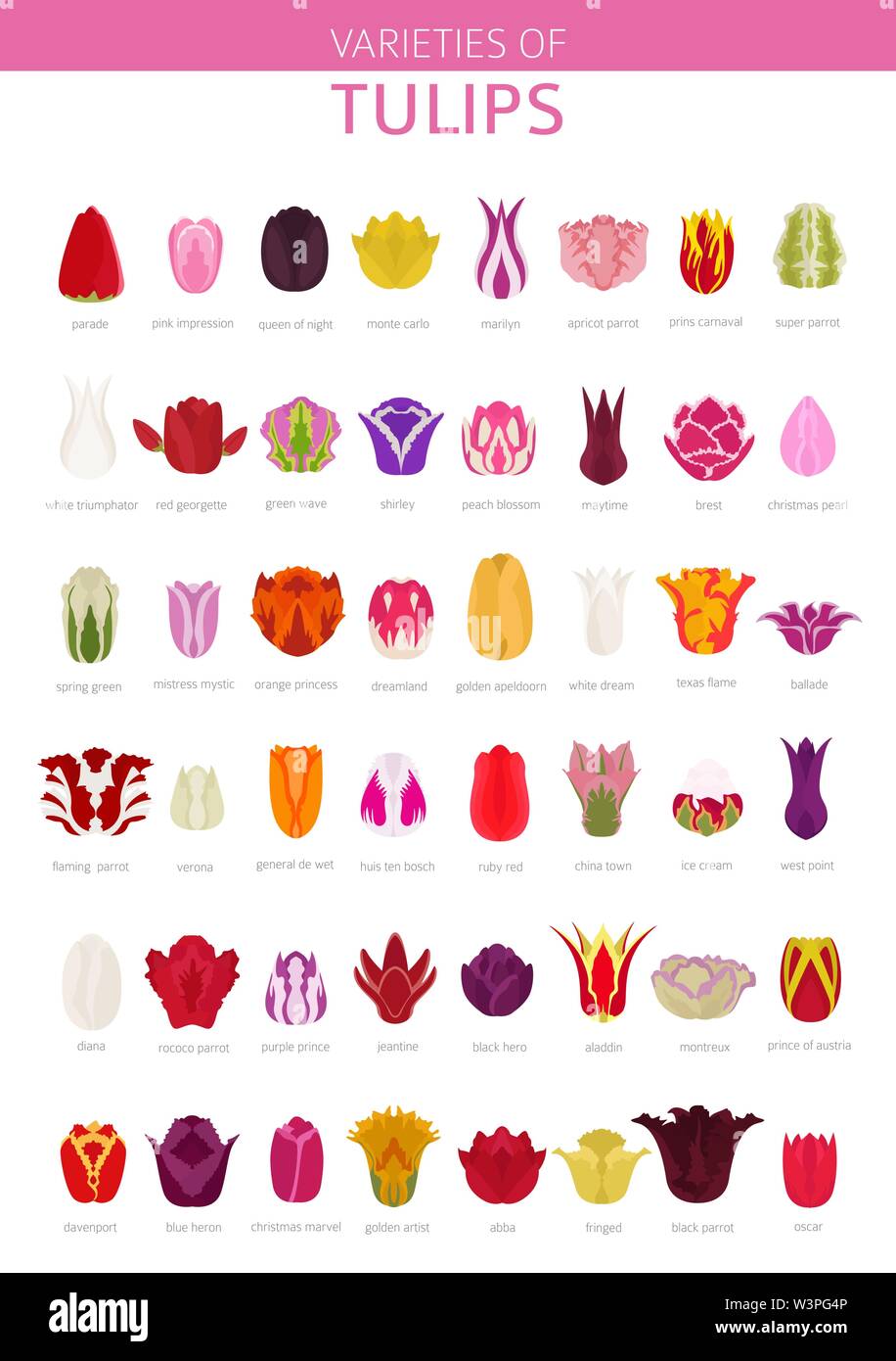 Tulip varieties flat icon set. Garden flower and house plants ...