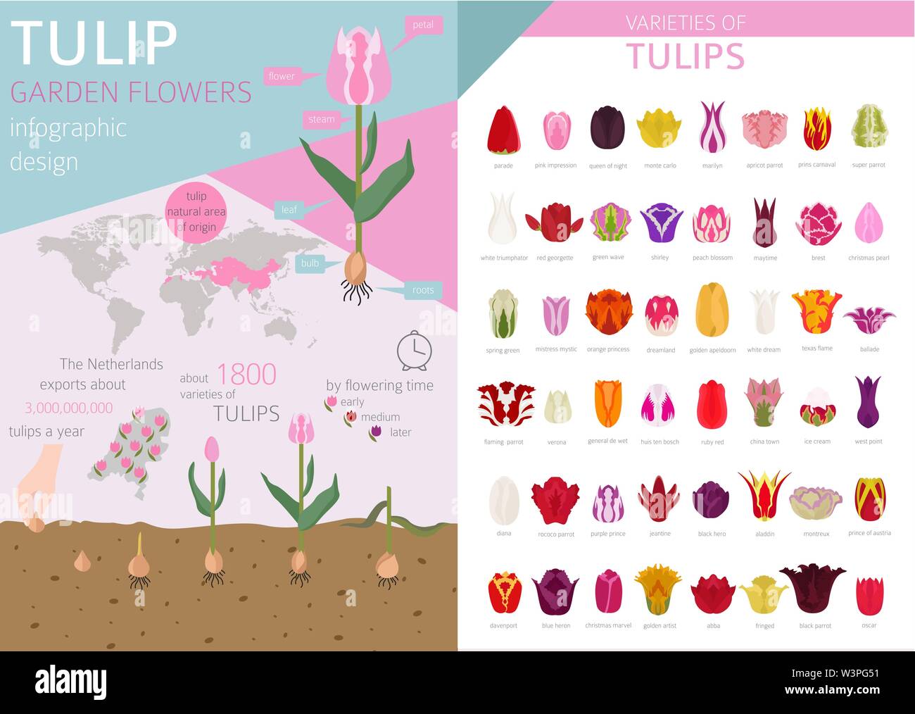 Tulip varieties Stock Vector Images - Alamy