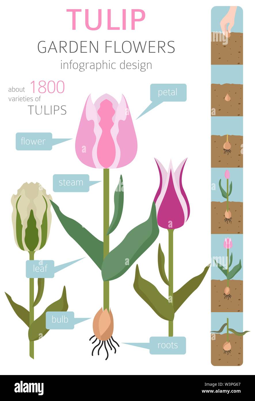 Tulip varieties flat icon set. Garden flower and house plants ...
