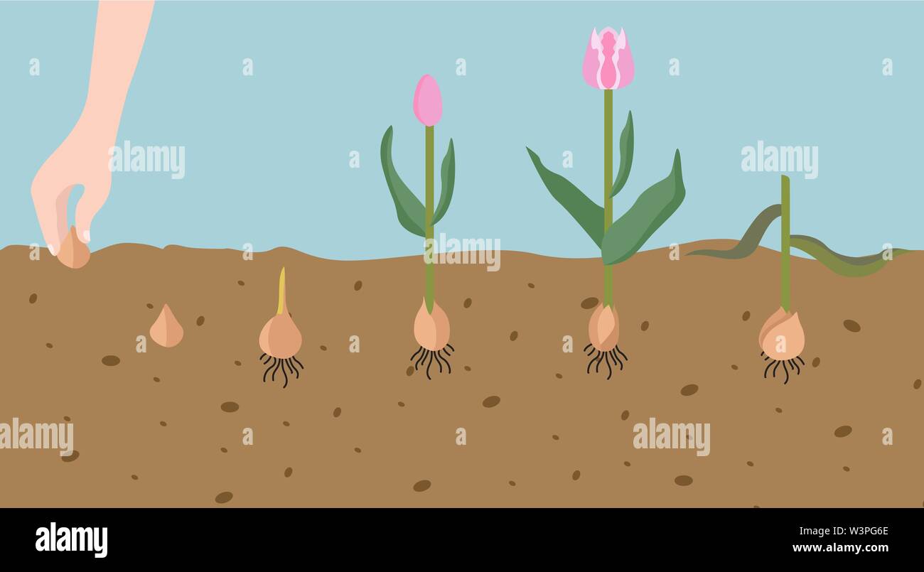 Tulip varieties flat icon set. Garden flower and house plants ...