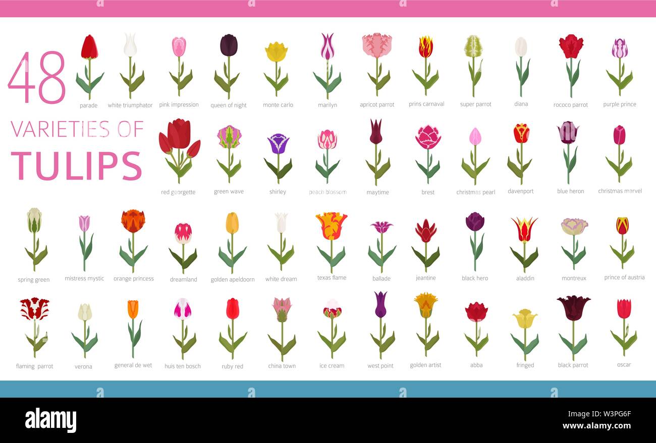 Tulip varieties flat icon set. Garden flower and house plants ...