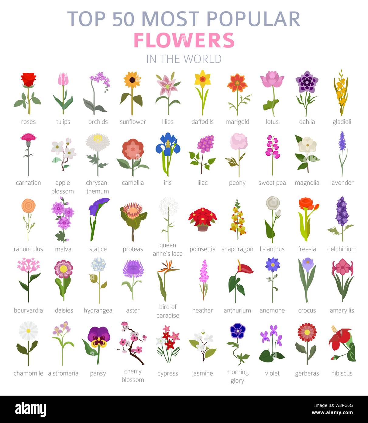Your garden guide. Top 50 most popular flowers infographic. Vector ...