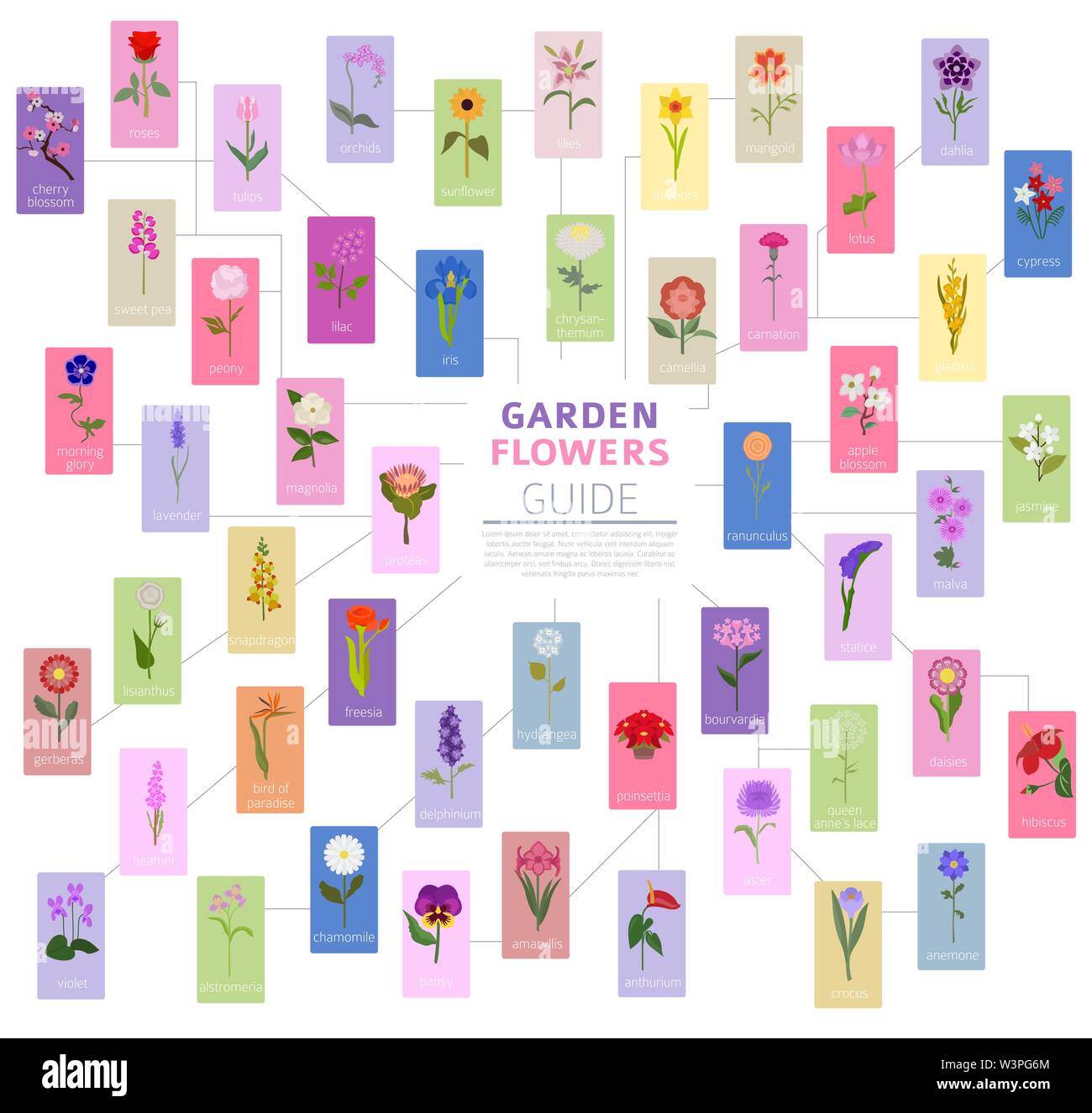 Your garden guide. Top 50 most popular flowers infographic. Vector ...