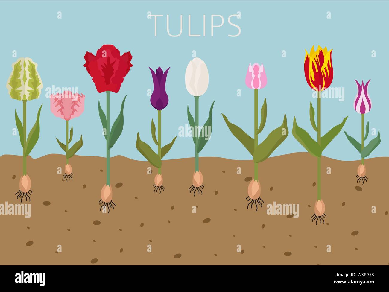 Tulip varieties flat icon set. Garden flower and house plants ...