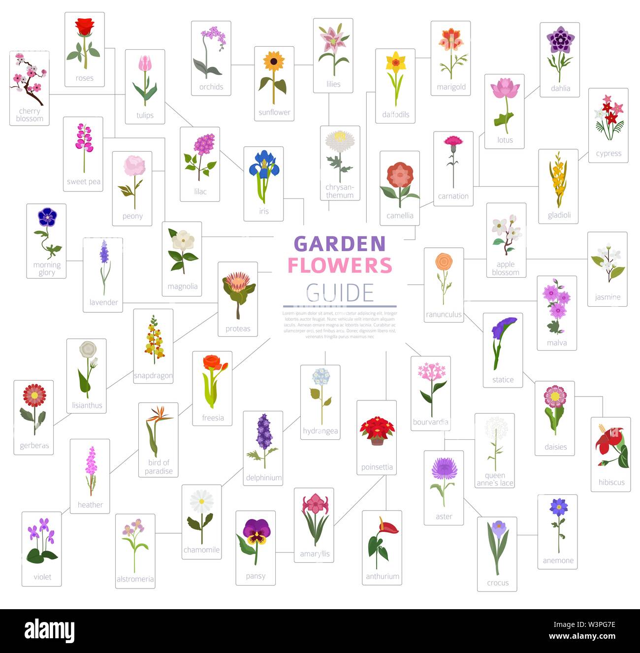 Your garden guide. Top 50 most popular flowers infographic. Vector ...
