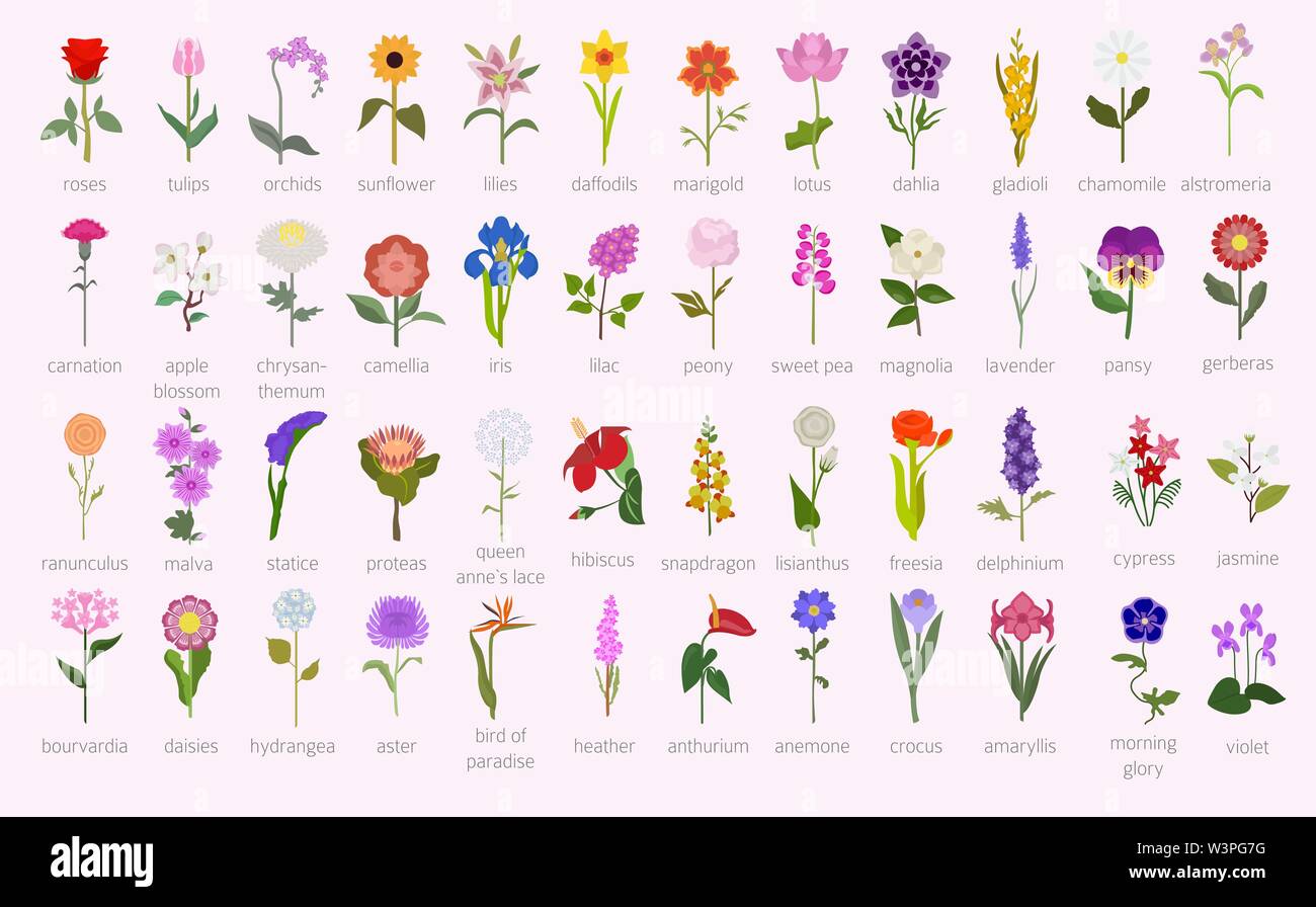 Your garden guide. Top 50 most popular flowers infographic. Vector ...