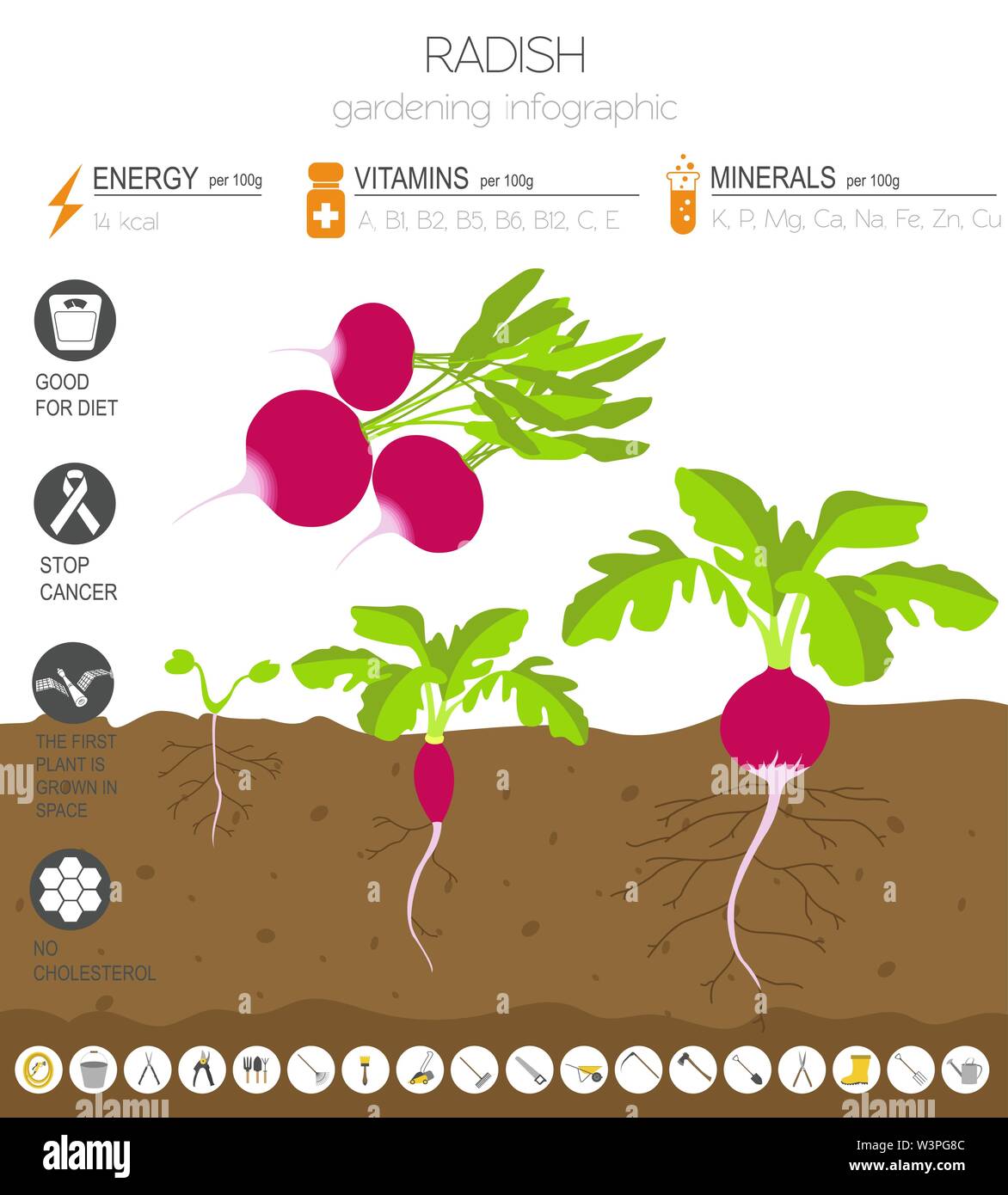 Radish beneficial features graphic template. Gardening, farming ...