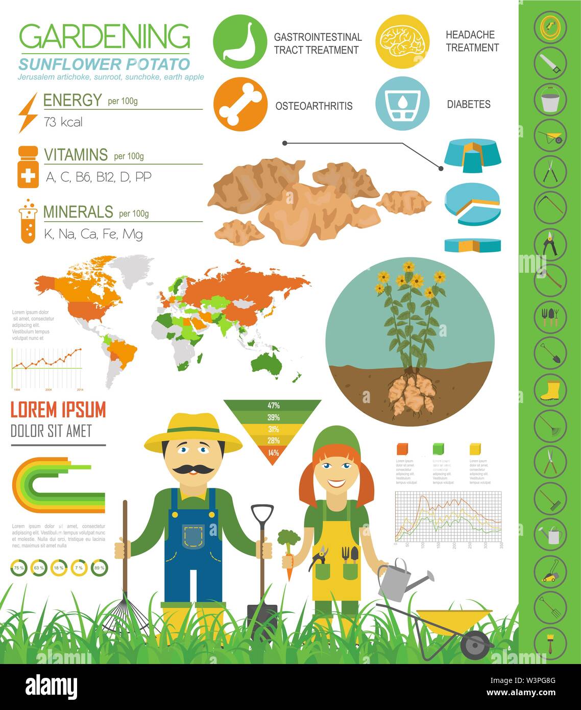 Sunflower potato beneficial features graphic template. Gardening ...