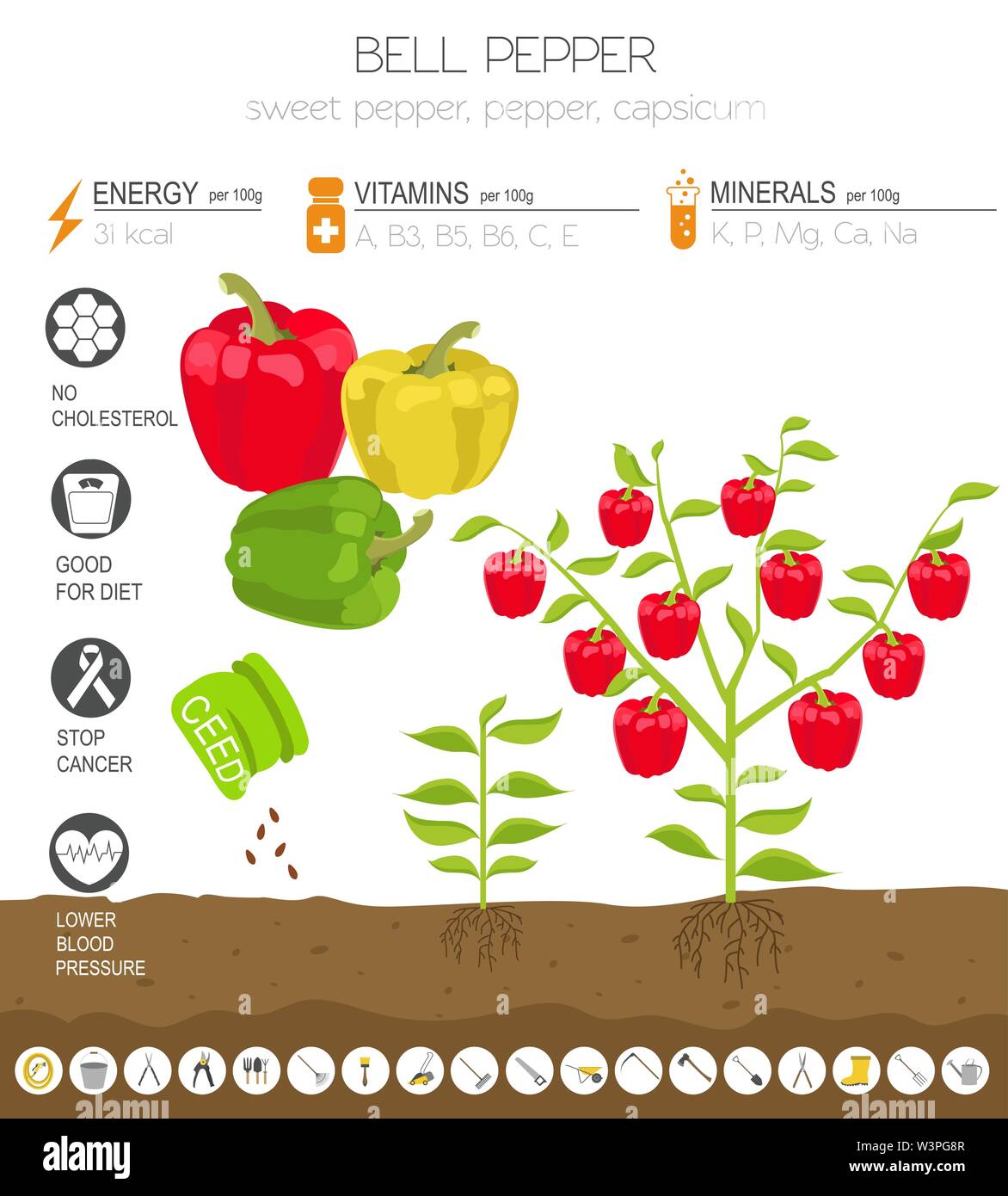 Bell pepper beneficial features graphic template. Gardening, farming ...
